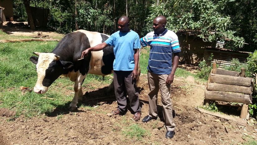 The fighting bulls of Western Kenya | MozzartSportKe